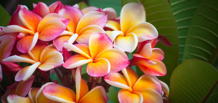 Los Angeles Arboretum